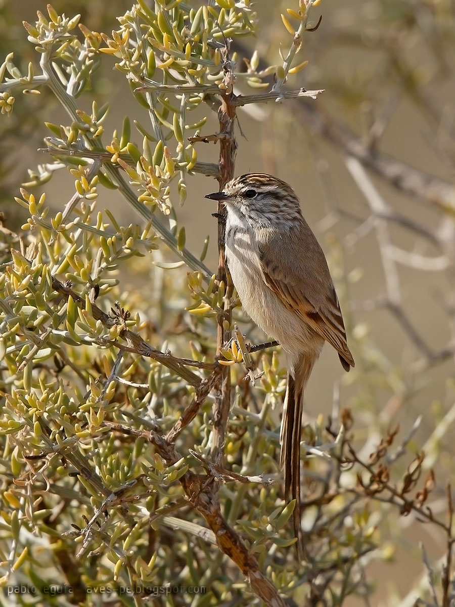 mis fotos de aves: Leptasthenura pallida Coludito Cola Negra Sureño ...