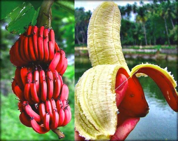 Frutee & Vegiee: Exotic Red Bananas