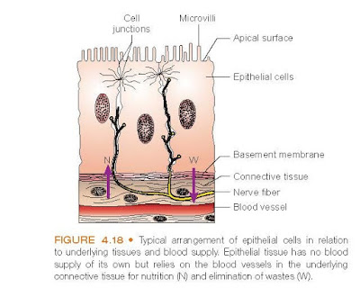 Epithelial Tissue - pediagenosis