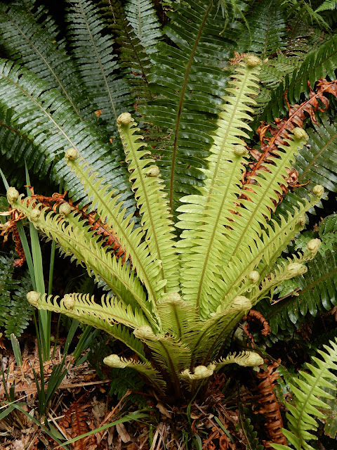 The Phytophactor: Friday fabulous fern - for real
