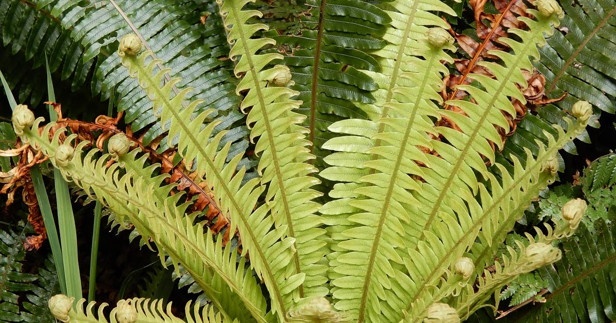 The Phytophactor: Friday fabulous fern - for real