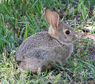 Hopemore: Herding Bunnies
