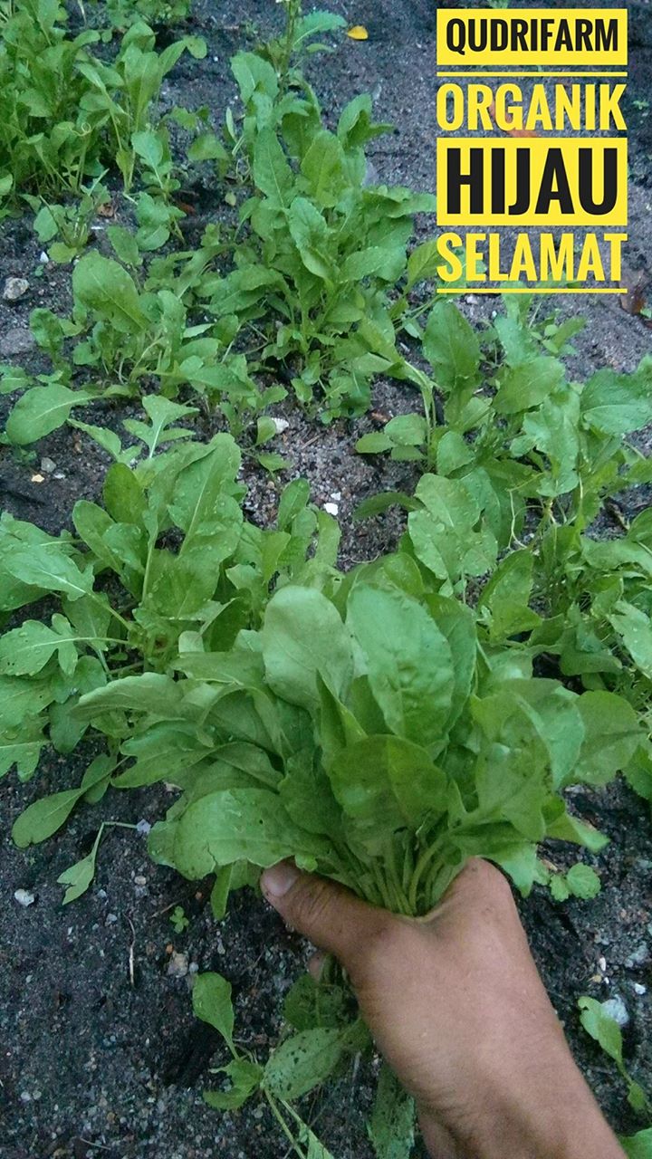 QudRiFaRm: Tanaman jarjil,,, jarjir,,, jerjil,,, gargil,,, gergil ...