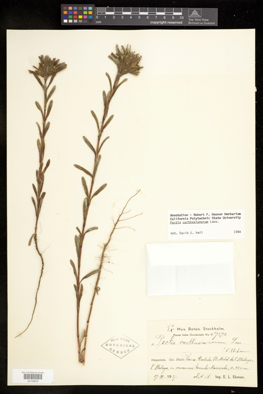 Flora de Puerto Rico Ilustrada Papo Vives: ASTERACEAE PECTIS ROMEROS ...