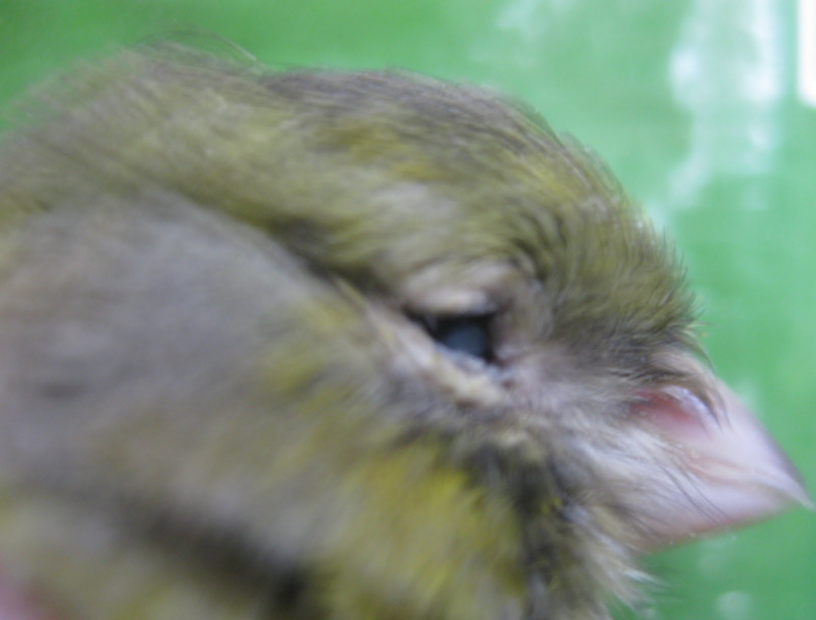 Canary Tales: Triangular or "Pinched" Eye - Ornithosis