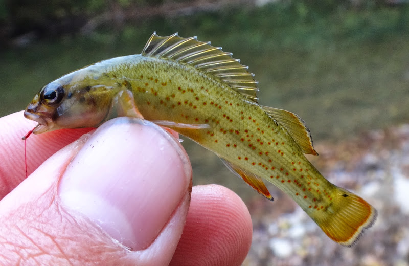 Ben Cantrell's fish species blog: VA / NC trip part 8 - Clinch River ...
