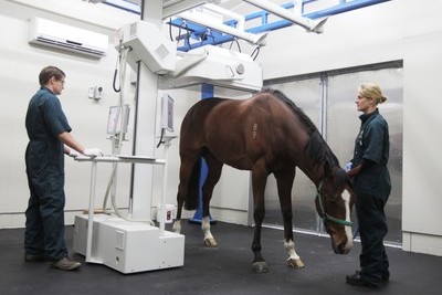 Horse Life and Love: All About ... Scintigraphy