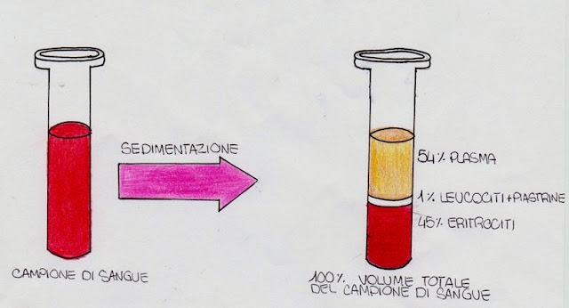 Science For Passion: Il sangue