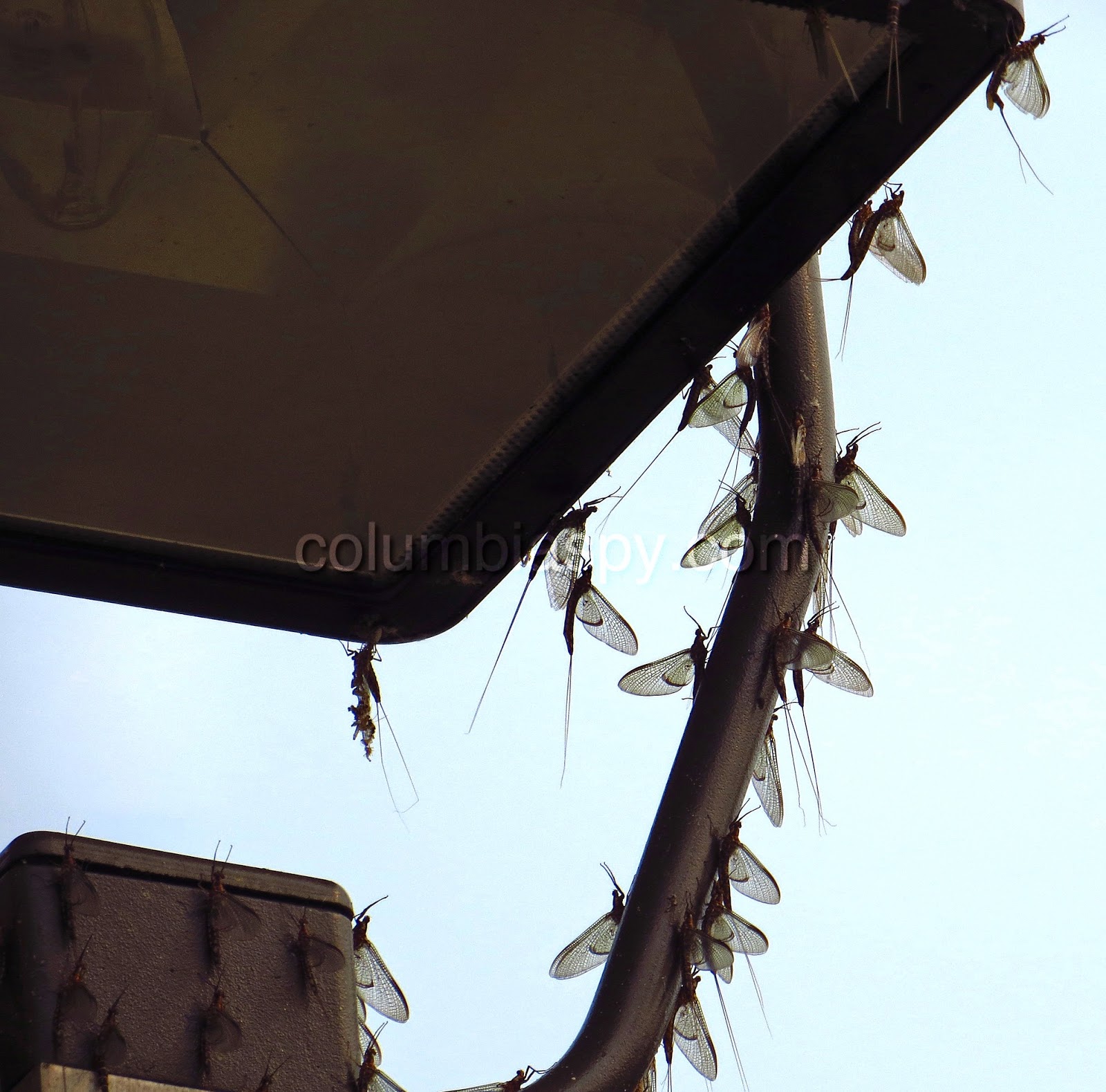 We might be done with the mayflies, but the mayflies aren't done with ...