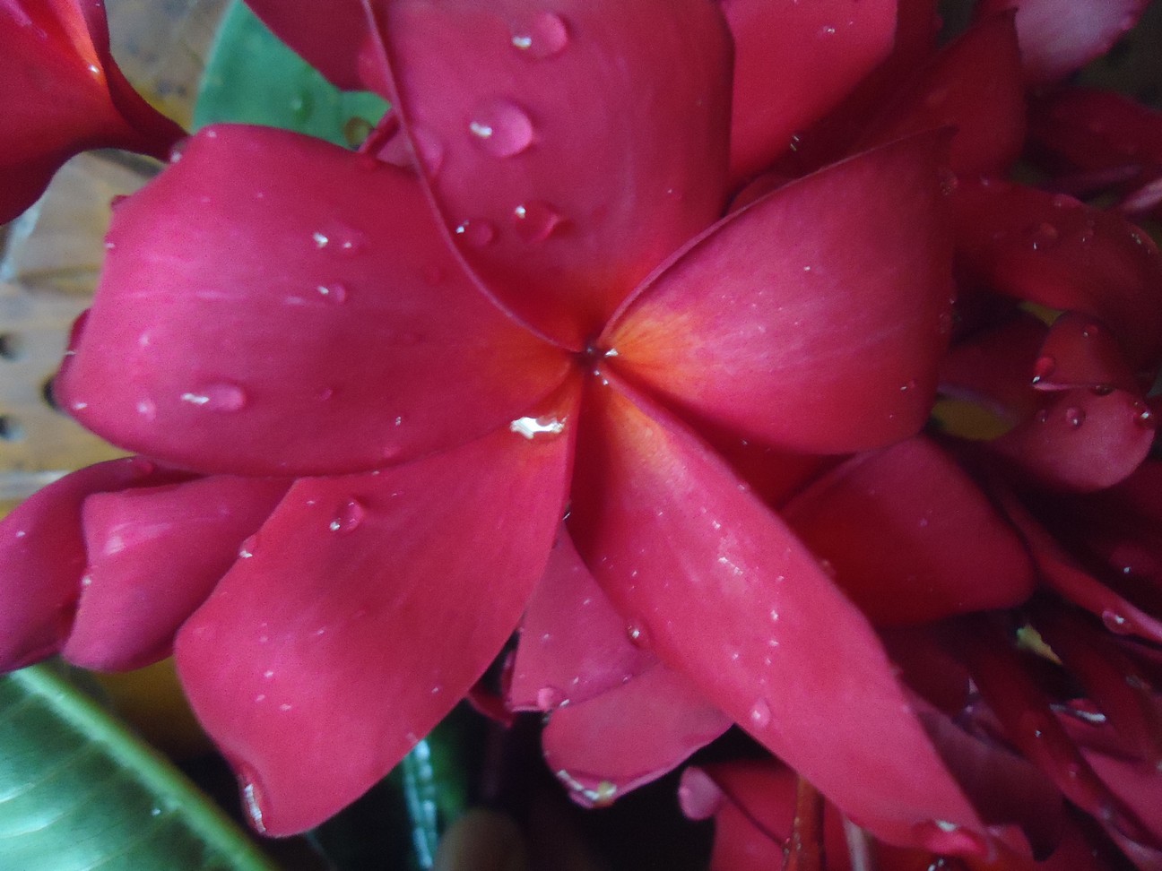 WALLPAPER BUNGA KAMBOJA MERAH ROMANTIS - Rumah Daun Muda