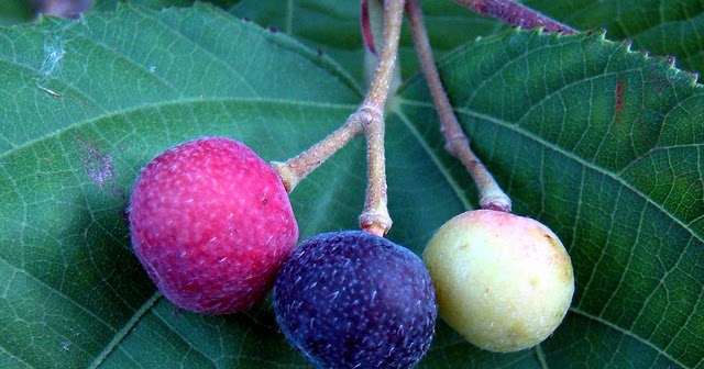 Falsa Berry Seeds Germination and Health Benifit. - swimguide