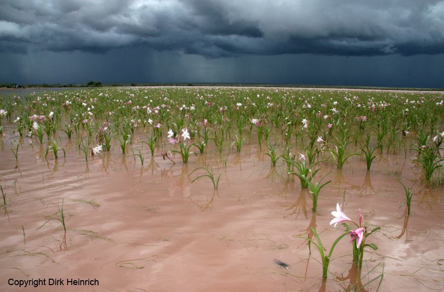 Road Trip Namibia: Lilly Pan near Maltahohe - Rain brings life to a ...
