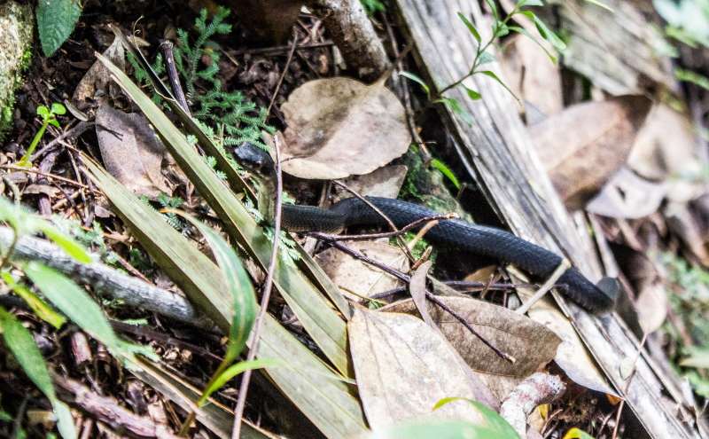 New World Nomad: SEYCHELLES: Silhouette National Parks Experience