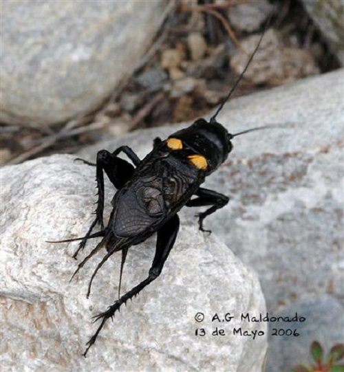 Biodiversidad Costa Granadina y ... (Fauna): Grillo de dos manchas ...