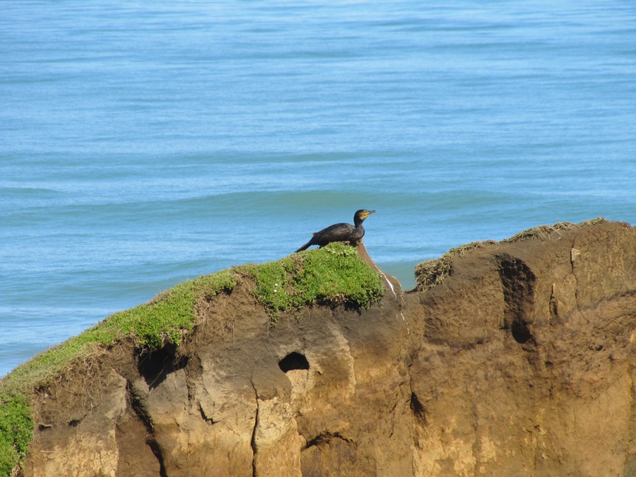 photographing New Zealand: critters from the archives