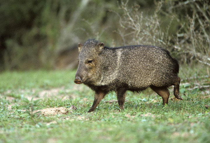 Uruguay y sus curiosidades-Uruguay and its curiosities: Collared ...