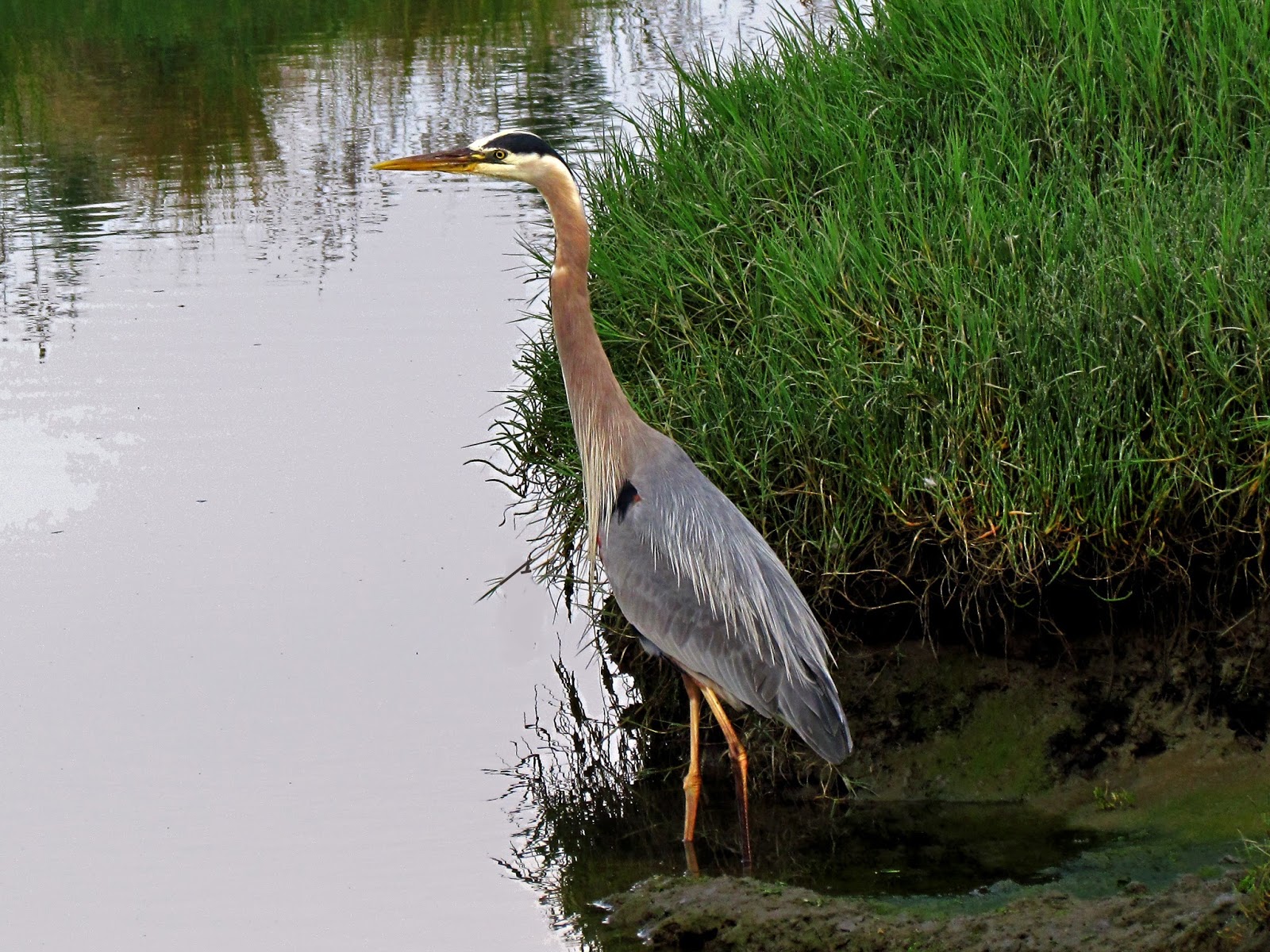 Bellas Aves de El Salvador: Ardea herodias (garza ceniza o azulada ...