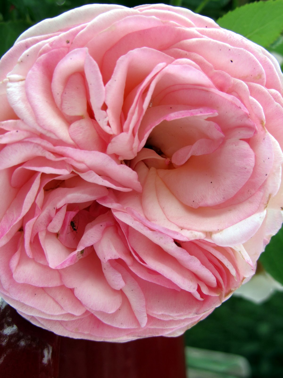 Madelief: The rose family