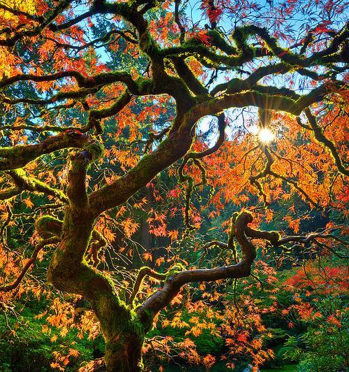 PlantZee: Information on Japanese Maple