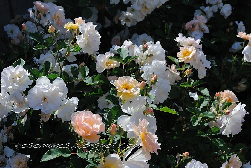 A Rose is a Rose...: Penelope