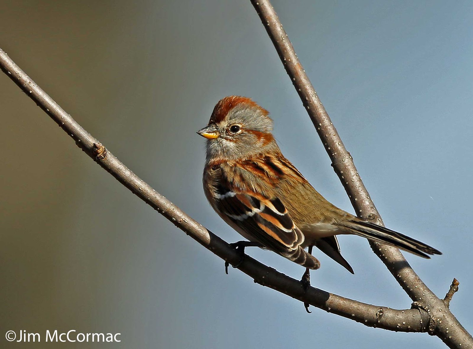 Ohio Birds and Biodiversity: American Tree Sparrows usher in Old Man Winter