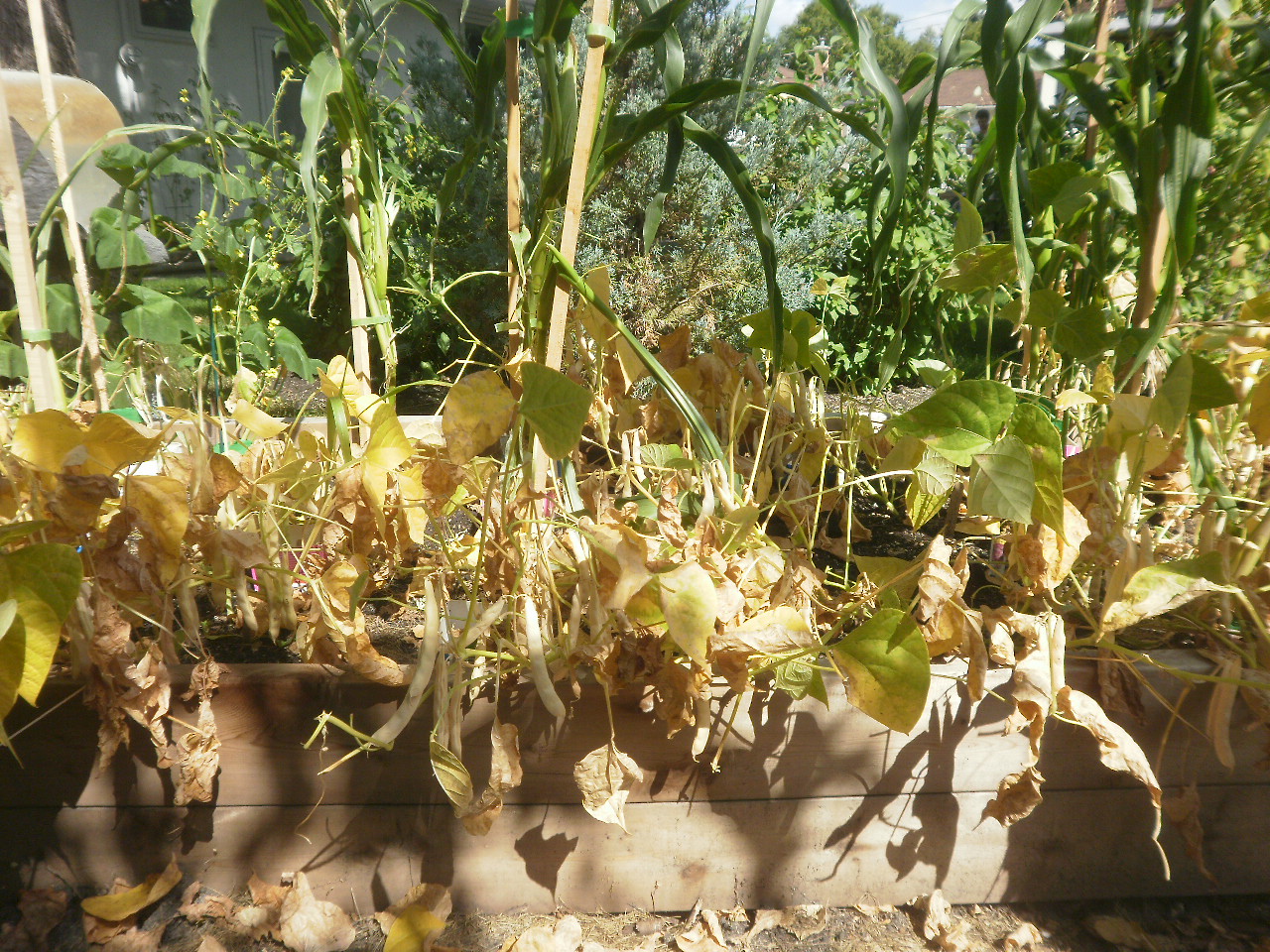 Living Lightly in Suburbia: Harvesting the Great Northern Bean