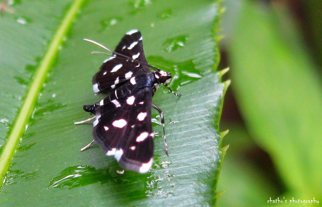 Nature Of Srilanka: Moths