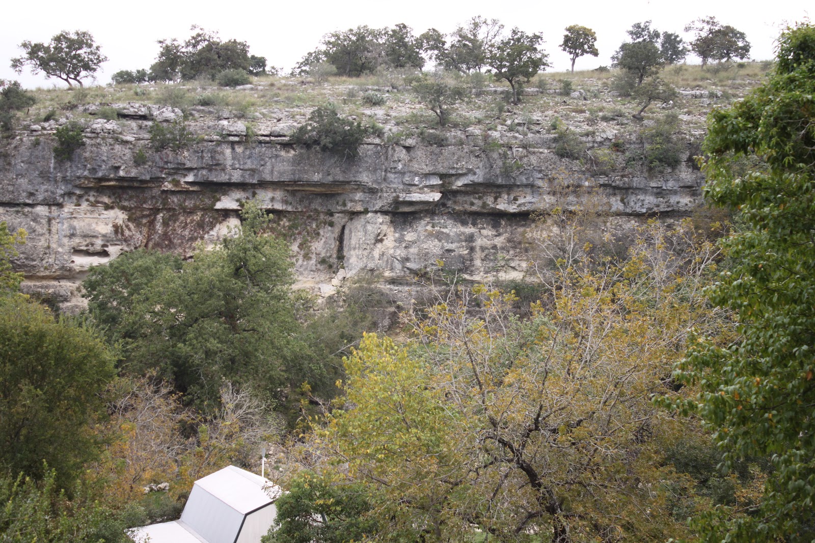 Rock-Oak-Deer: Natives of Texas