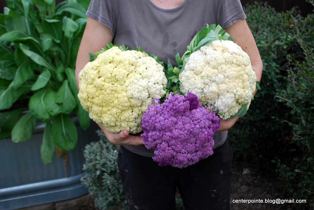 Centerpointe Communicator: My true cauli-ing