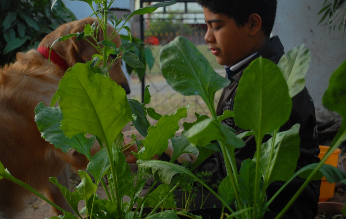 My little green patch: Pleasures of growing palak...