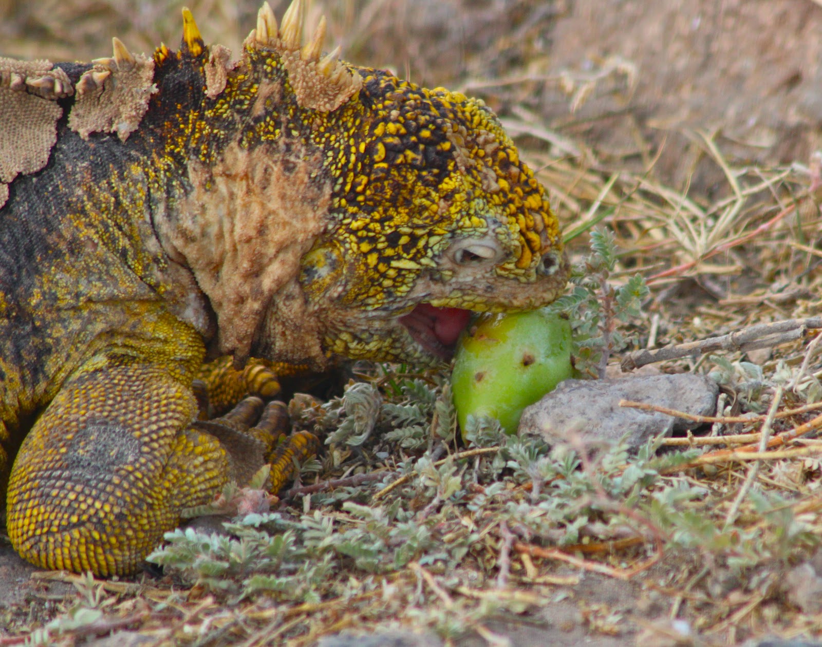 Nature Photography: Galapagos Reptiles & Turtles