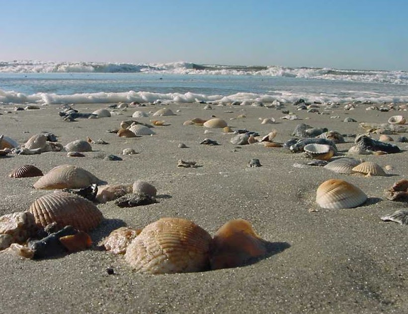 The Art Of Seashell Hunting
