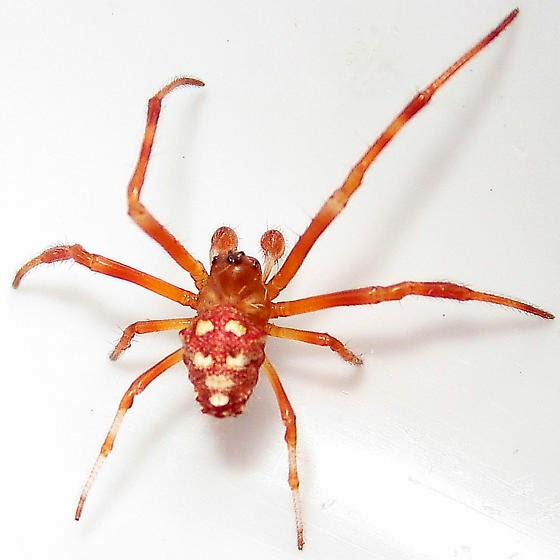 beauty of spider: Arrowhead Orb Weaver - (Verrucosa arenata)