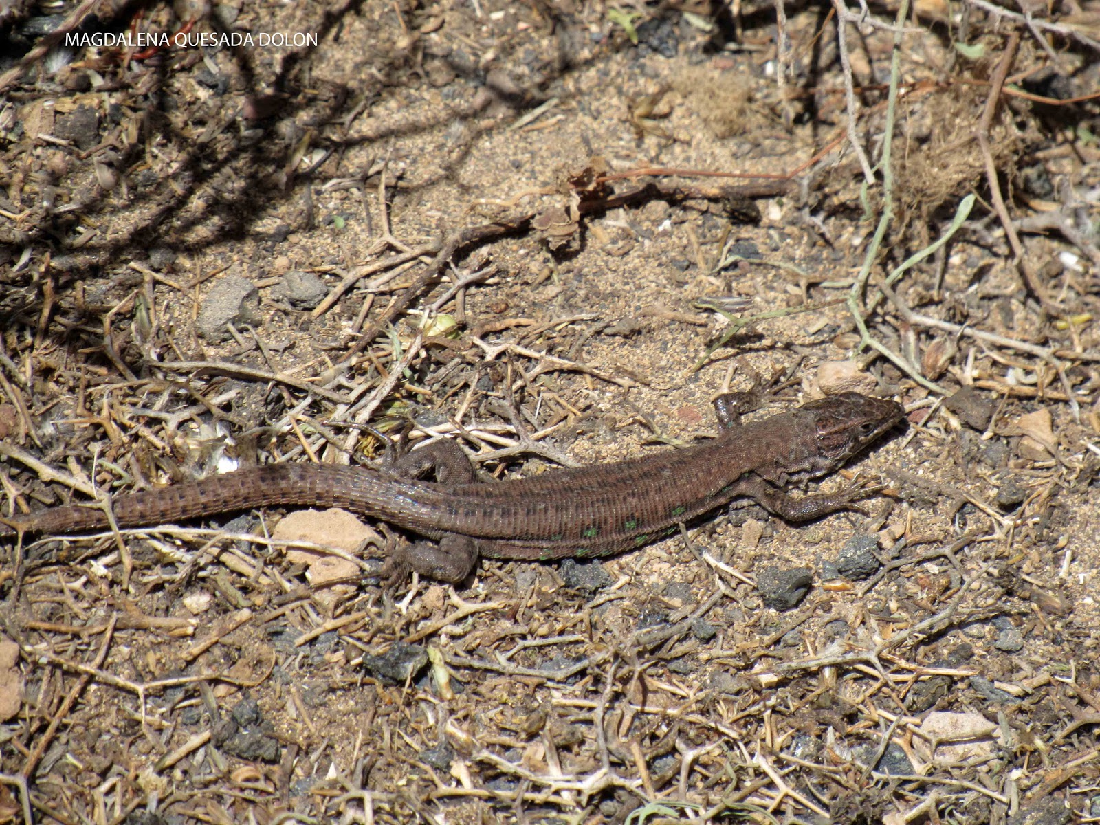 Mis imágenes de aves: UNAS FOTOS DEL LAGARTO DE HARIA