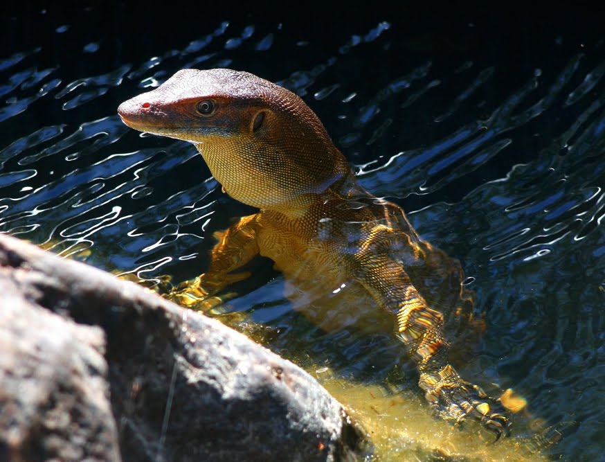 Images by Christine Walsh: Monitor Lizards (Goannas)