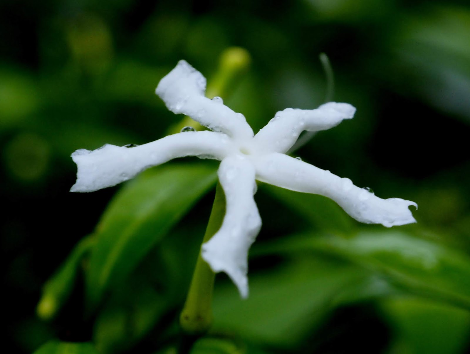 Pure Oxygen Generators: Endemic Plant Pandakaki