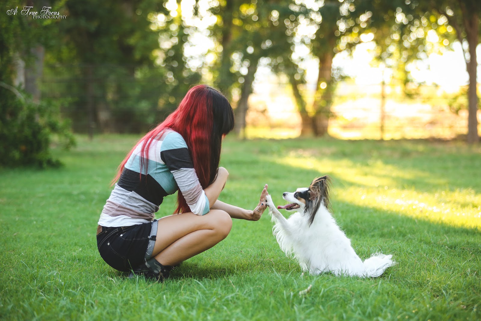 A True Focus Photography: Gypsy {dog and pet photography}