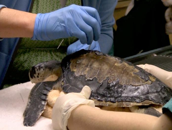 Marine Animal Rescue Team Blog