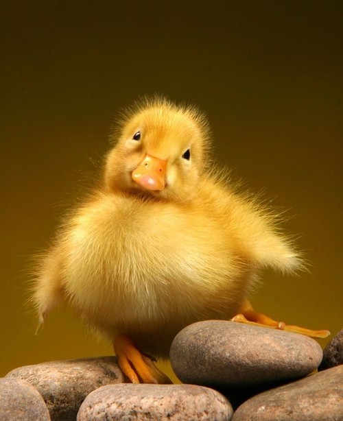 Content in a Cottage: Beautiful Duckling