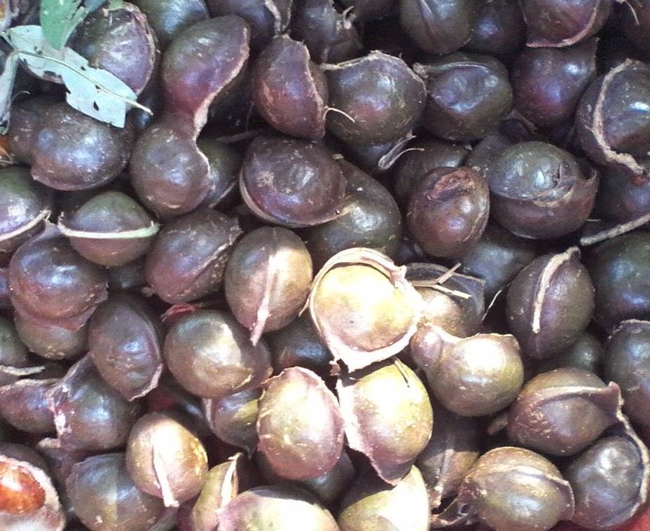 Bicara Mentari: Khasiat jering