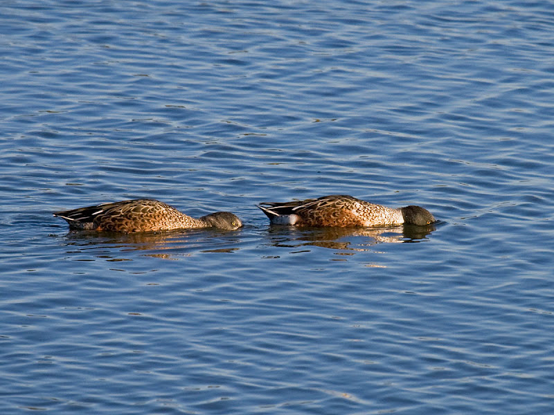 Birding Is Fun!: Headless Ducks