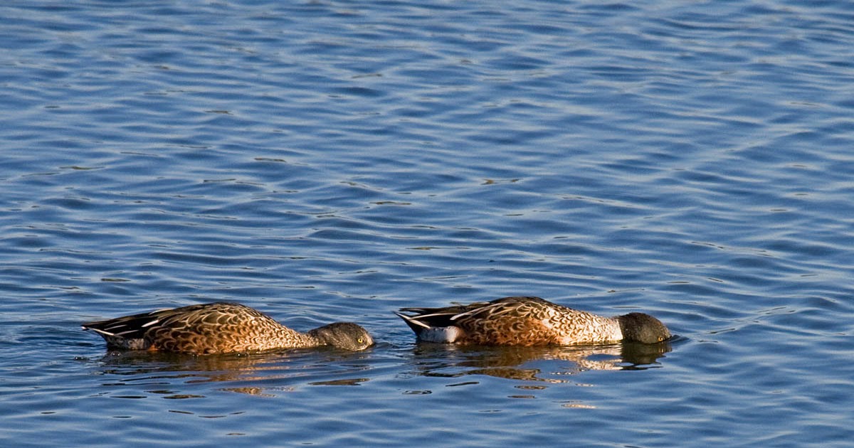Birding Is Fun!: Headless Ducks