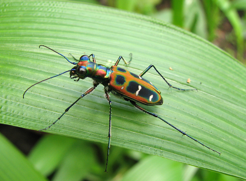 Real Monstrosities: You Sexy Tiger! Beetle