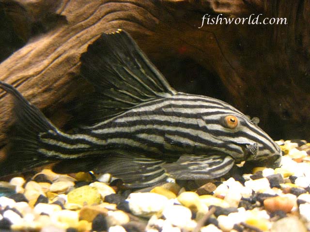Royal Pleco L190 ( Panaque nigrolineatus ) | FISH WORLDs.com