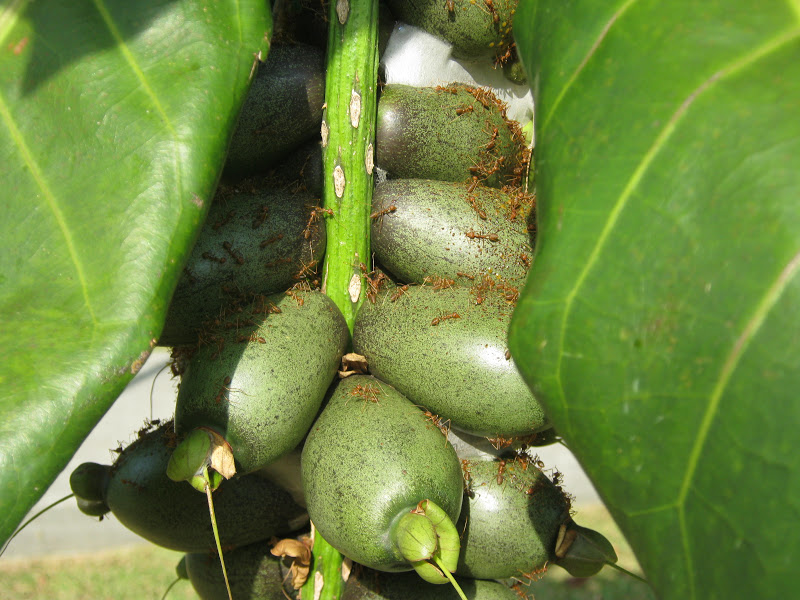 my walk with food and beautiful plants and flowers: Barringtonia edulis ...