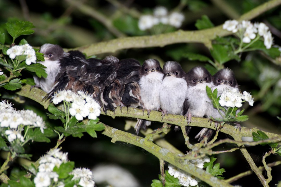 Next season's altruistic gene carriers