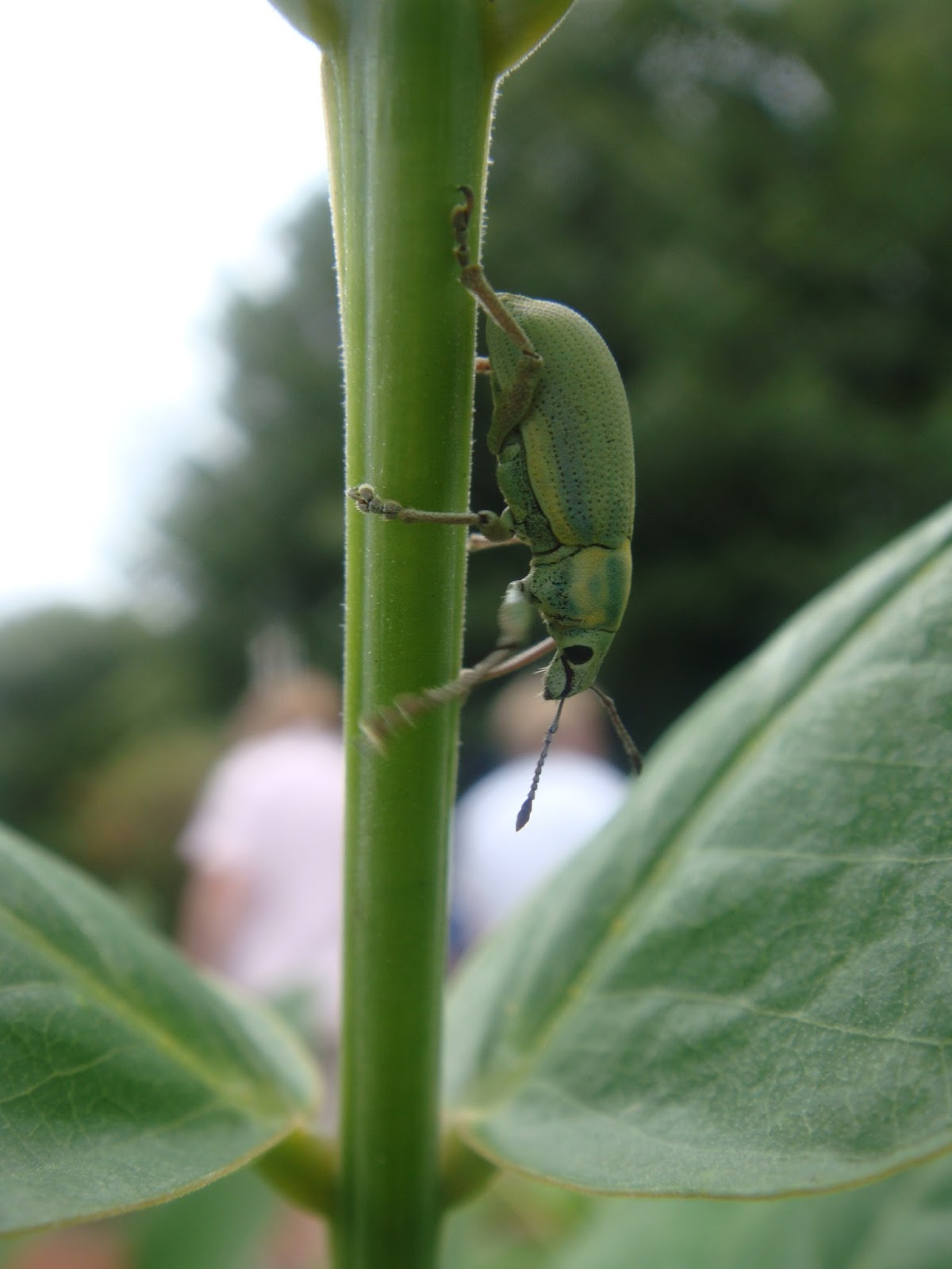 Survey of Florida Invertebrates