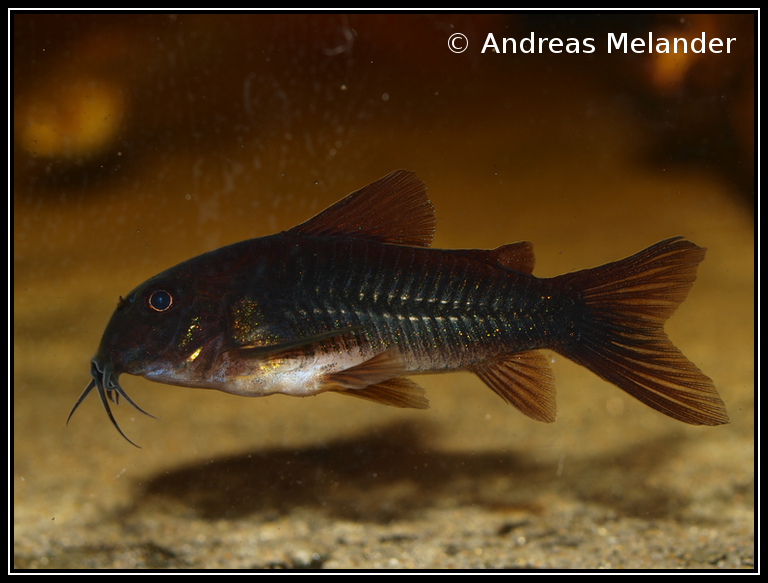 Melanders Aquarium: Corydoras schultzei black, photos