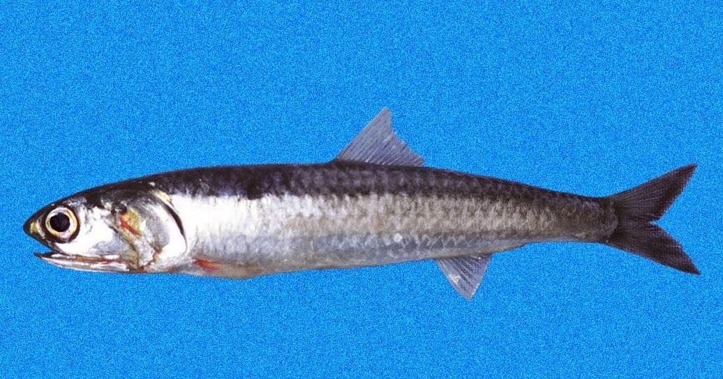 ANPP Animales y Plantas de Perú: Anchoveta - Engraulis ringens