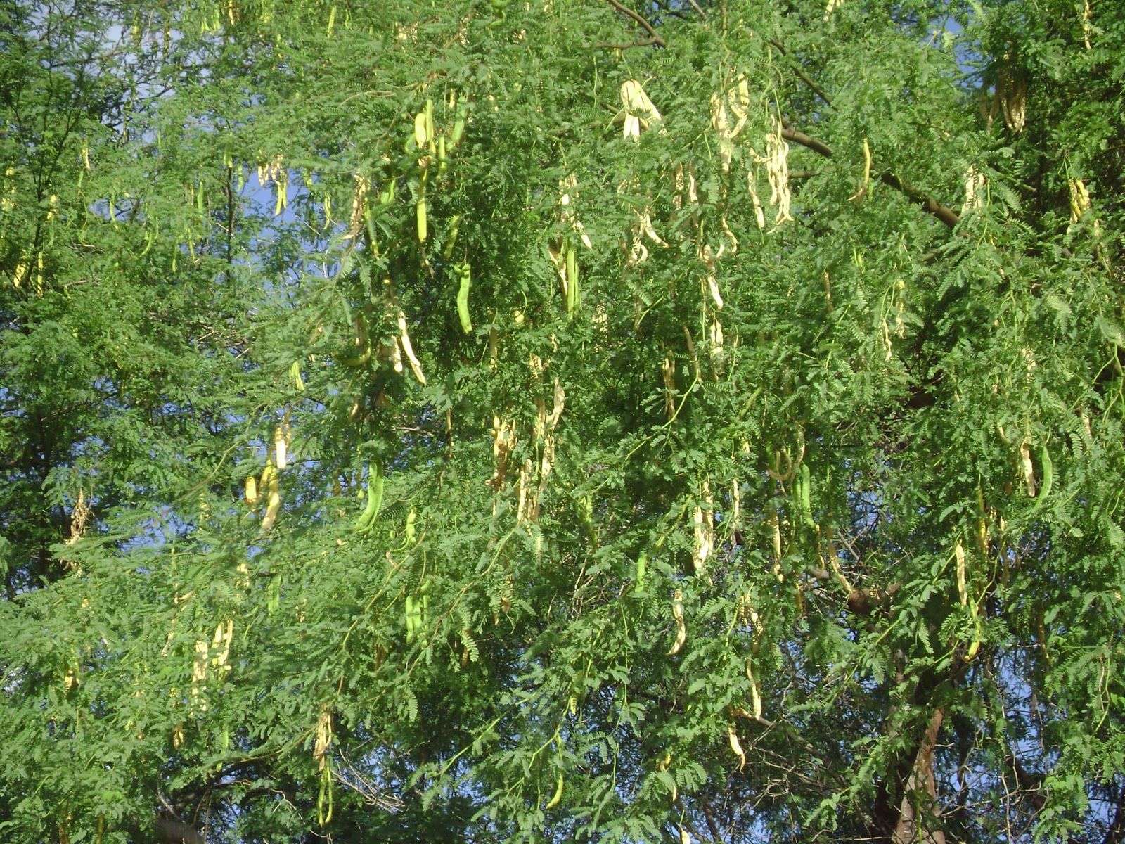 Notícias do Sertão: ALGAROBA